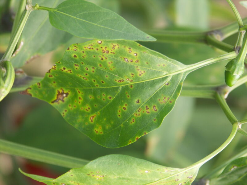 Bacterial spot of Pepper | Purdue University Vegetable Crops Hotline