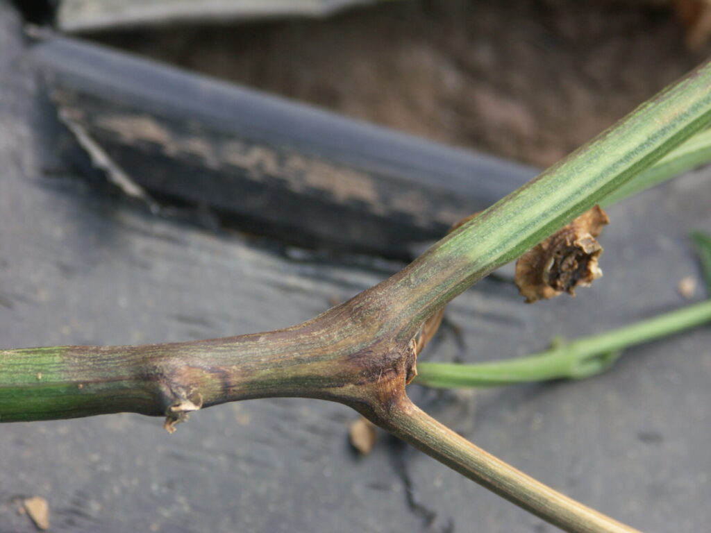 Phytophthora blight of Pepper | Purdue University Vegetable Crops Hotline