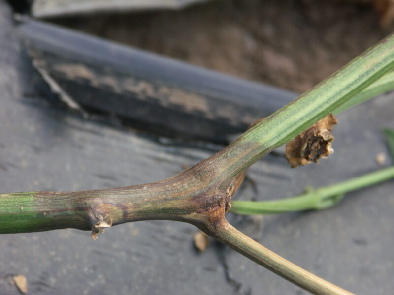 Phytophthora blight of Pepper | Purdue University Vegetable Crops Hotline