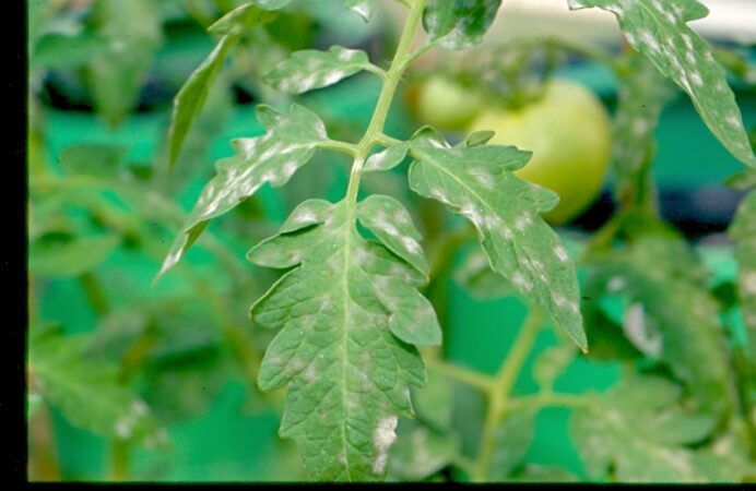 Powdery mildew | Purdue University Vegetable Crops Hotline