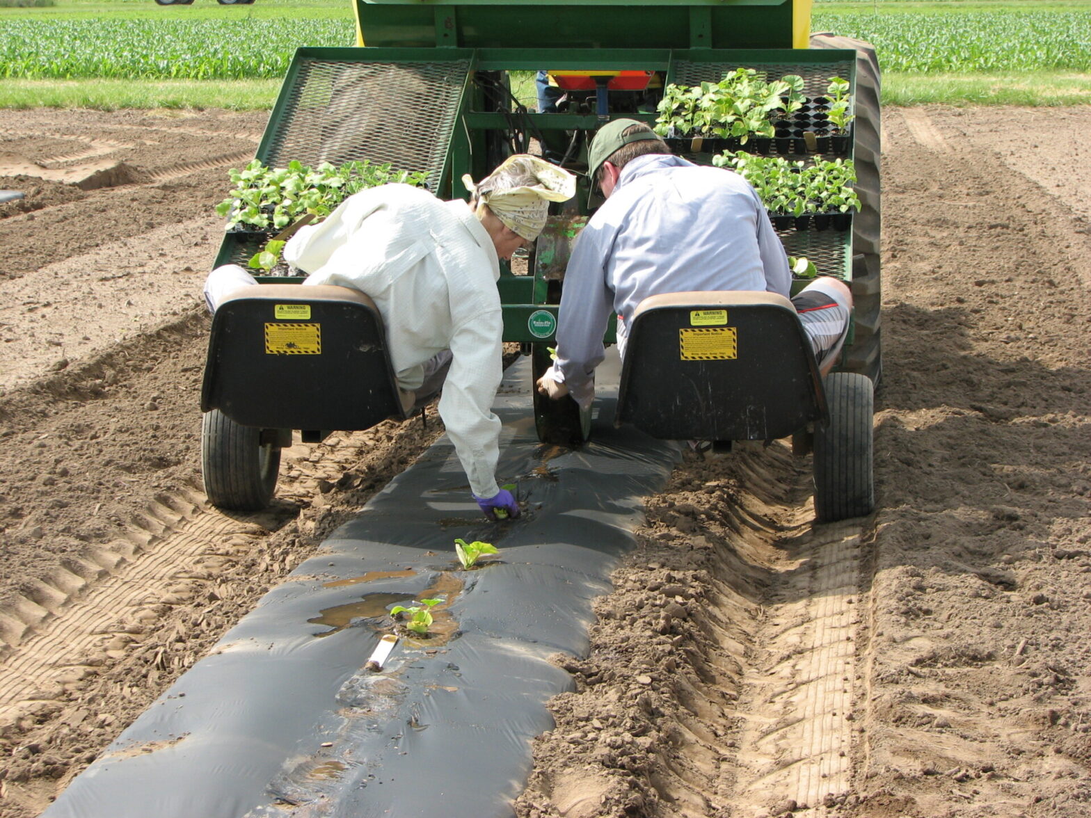 Setting Your Transplants Up for Success | Purdue University Vegetable ...