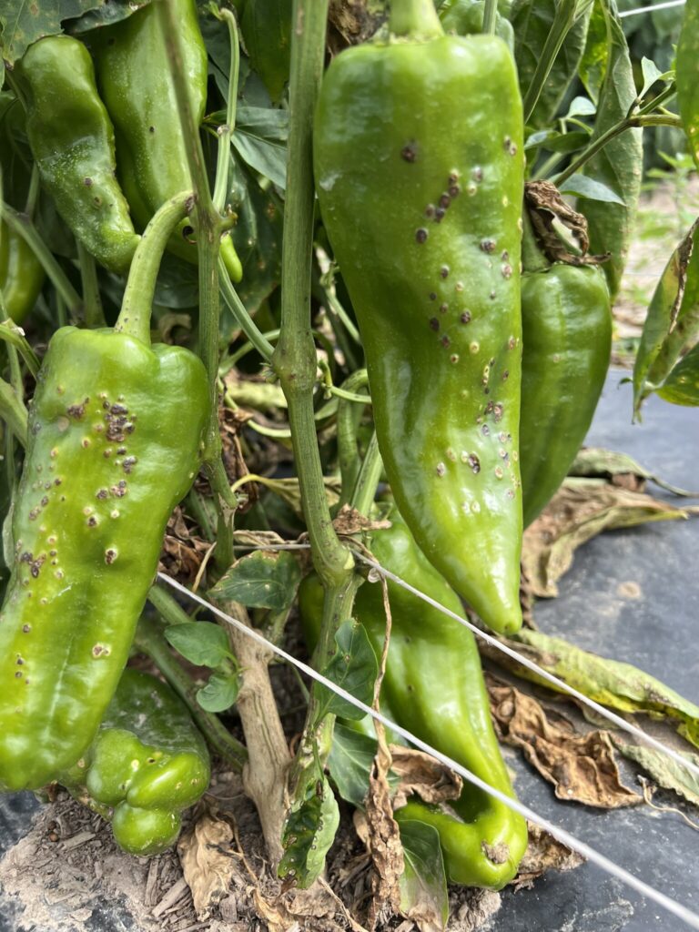 Bacterial Spot of Pepper | Purdue University Vegetable Crops Hotline
