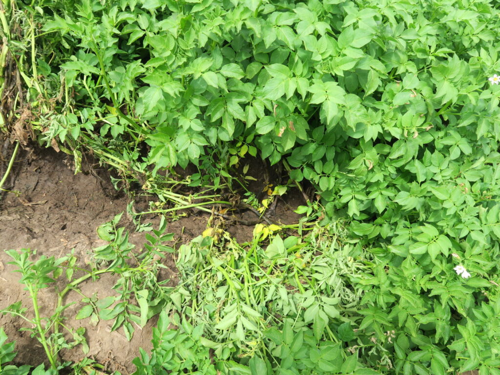 Black leg of Potato | Purdue University Vegetable Crops Hotline