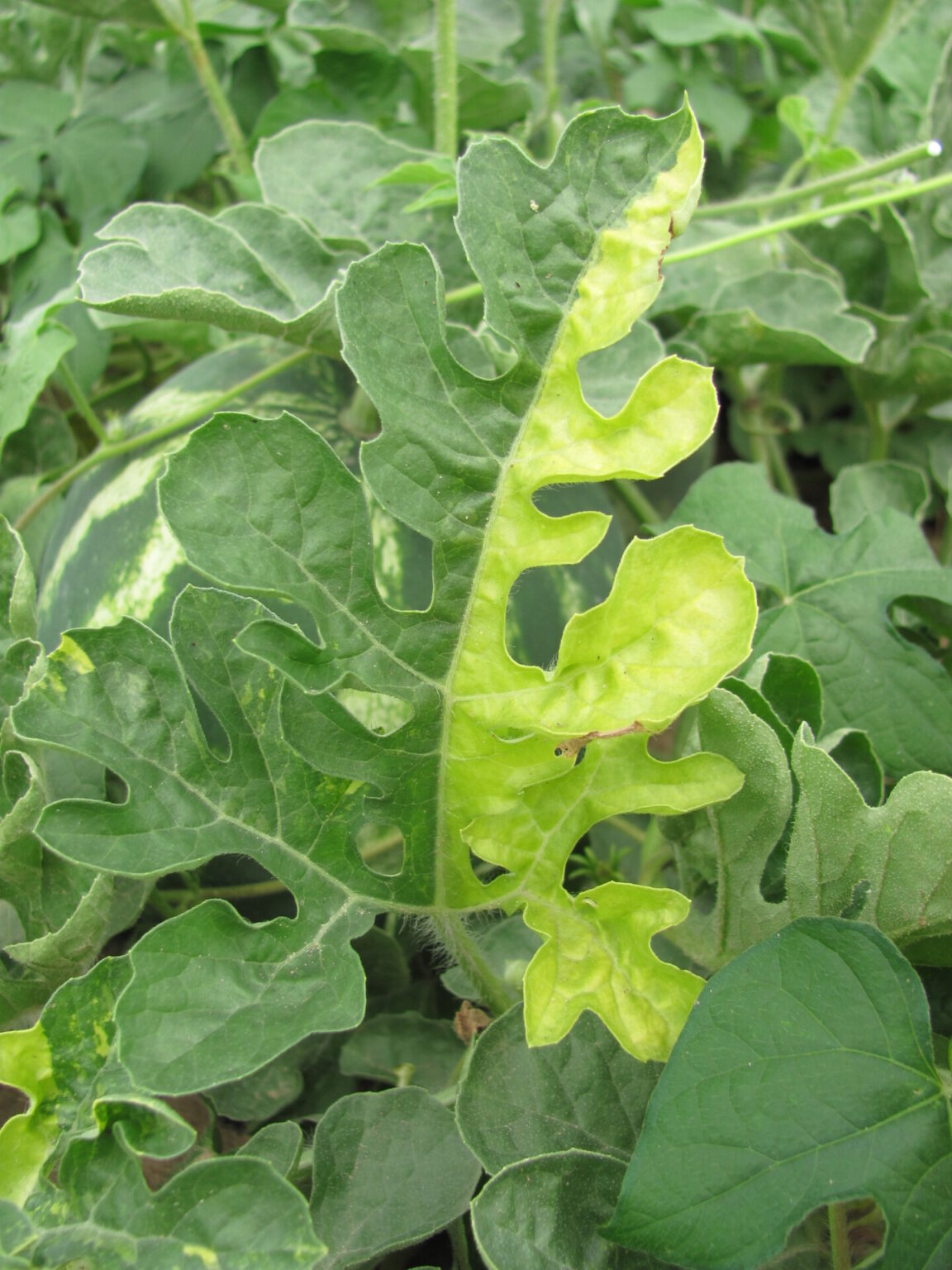Chimera of Watermelon | Purdue University Vegetable Crops Hotline