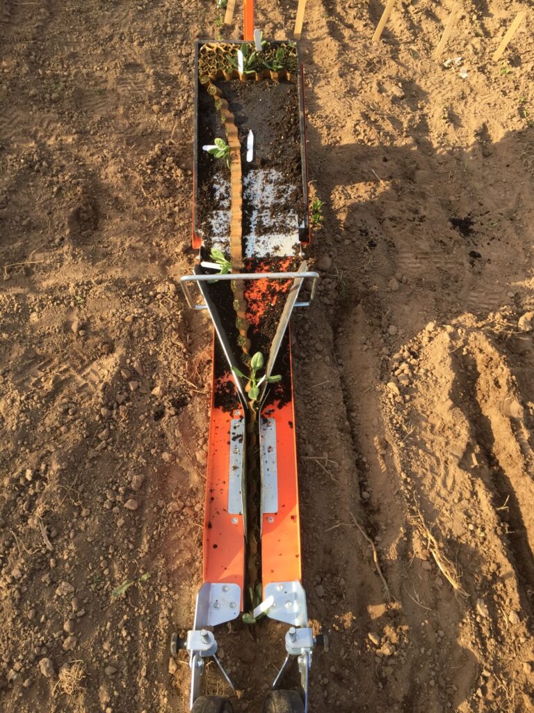 Setting Your Transplants Up for Success | Purdue University Vegetable ...