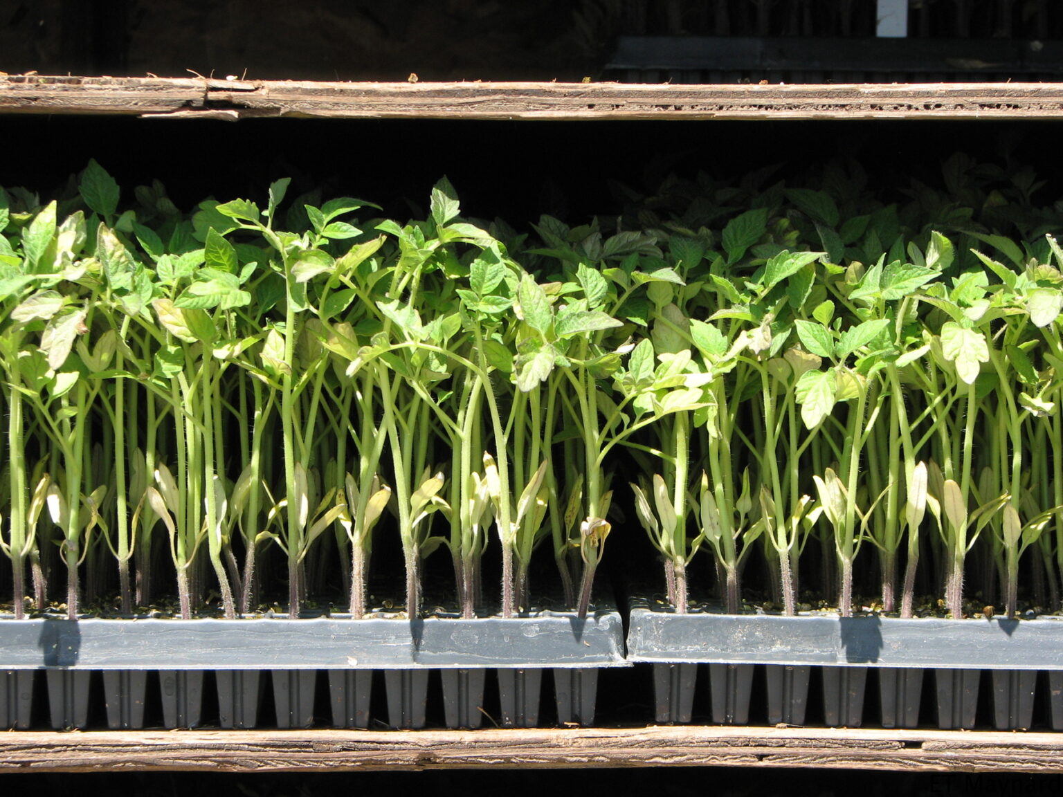 Setting Your Transplants Up for Success | Purdue University Vegetable ...