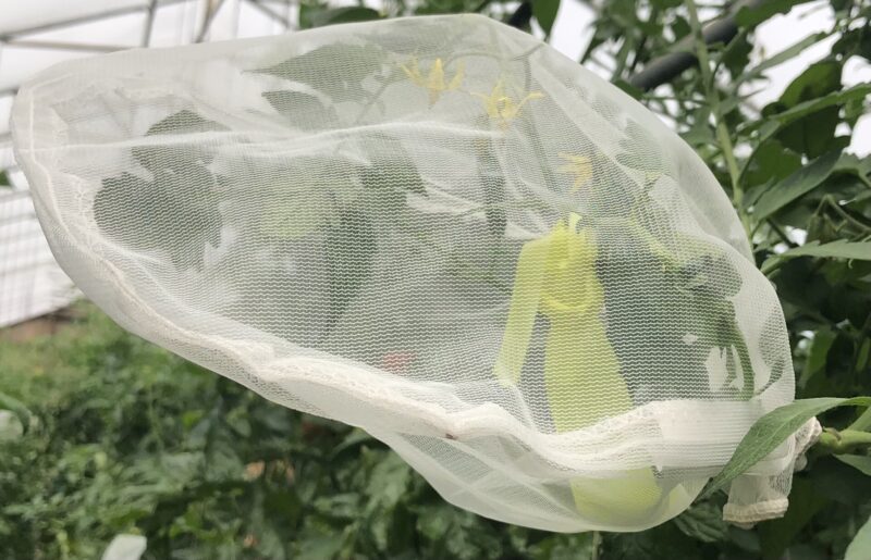 Pollination Services in Tomatoes | Purdue University Vegetable Crops ...