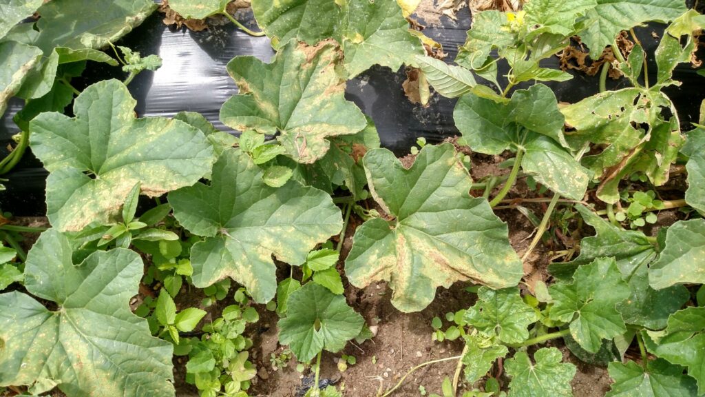 Magnesium deficiency of Cantaloupe | Purdue University Vegetable Crops ...