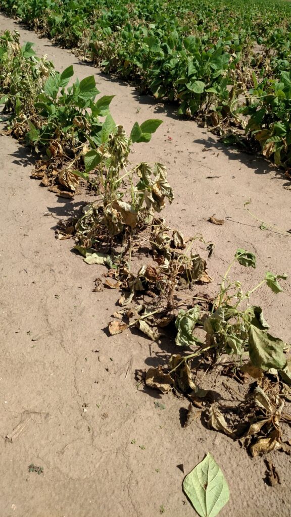 Pythium root rot of Green bean | Purdue University Vegetable Crops Hotline