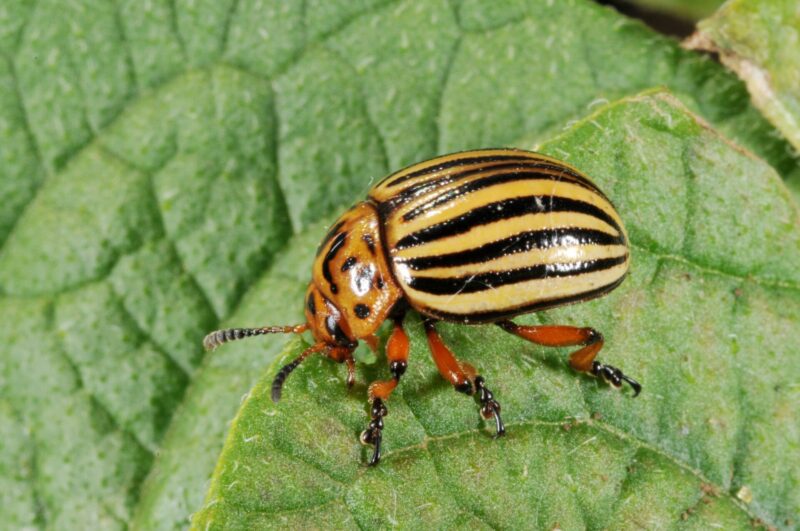 Are You Scouting Your Potatoes? The Beetles Are Here! | Purdue ...
