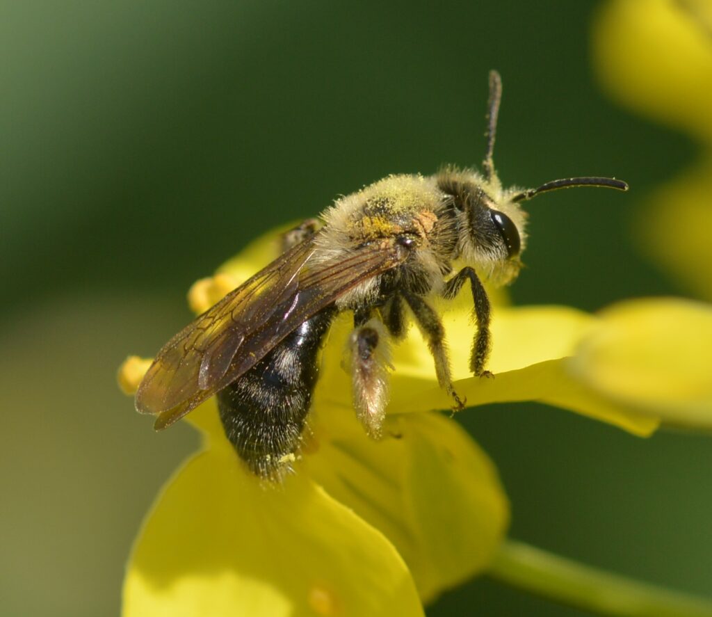 Enhancing Insect Pest and Pollinator Management with Flowering Cover ...