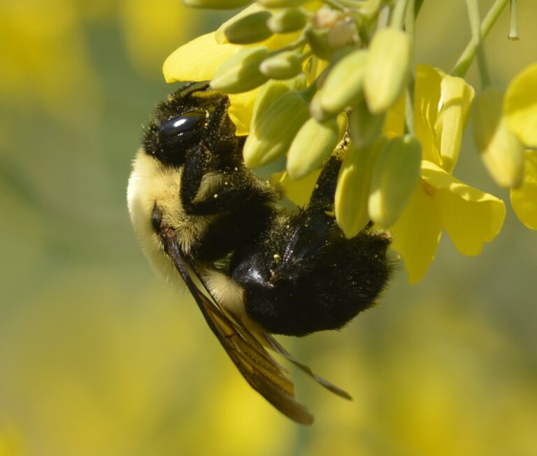 Enhancing Insect Pest and Pollinator Management with Flowering Cover ...