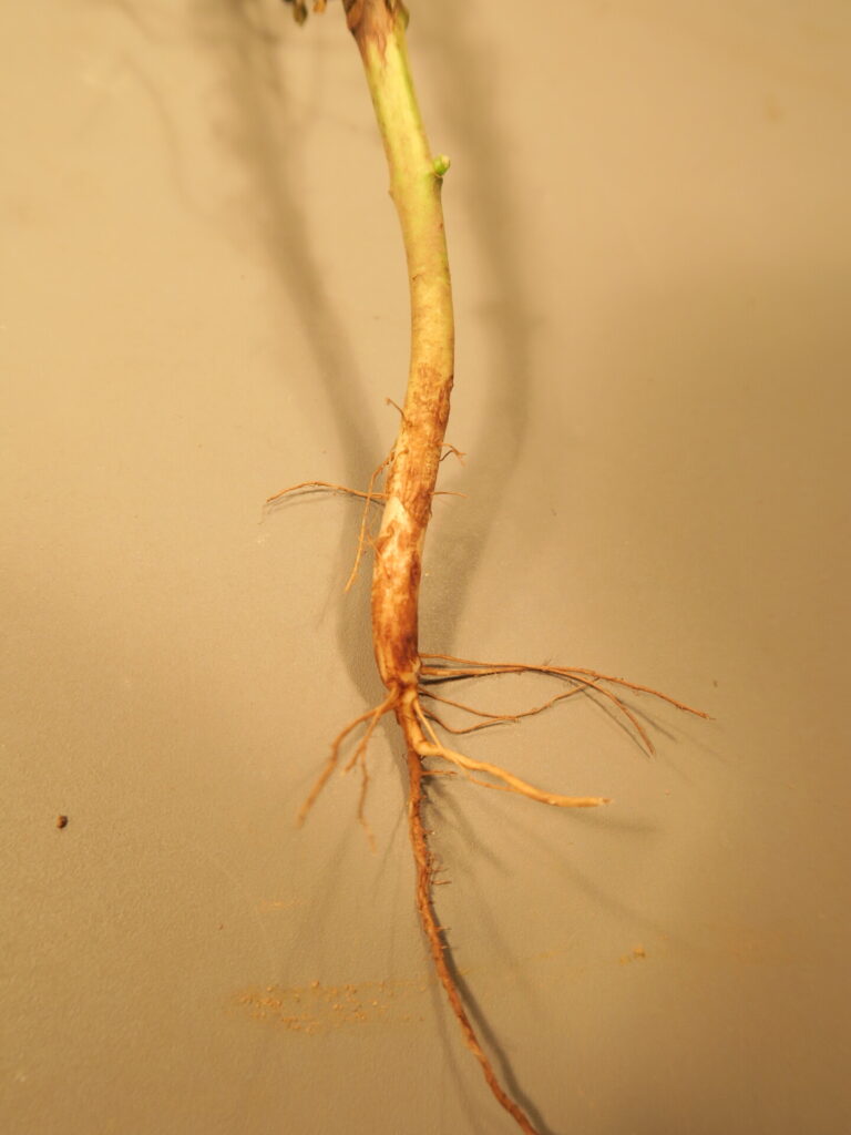 Pythium root rot of Green bean | Purdue University Vegetable Crops Hotline