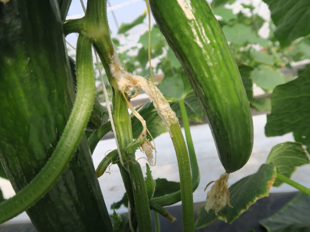 White mold of Cucumber | Purdue University Vegetable Crops Hotline