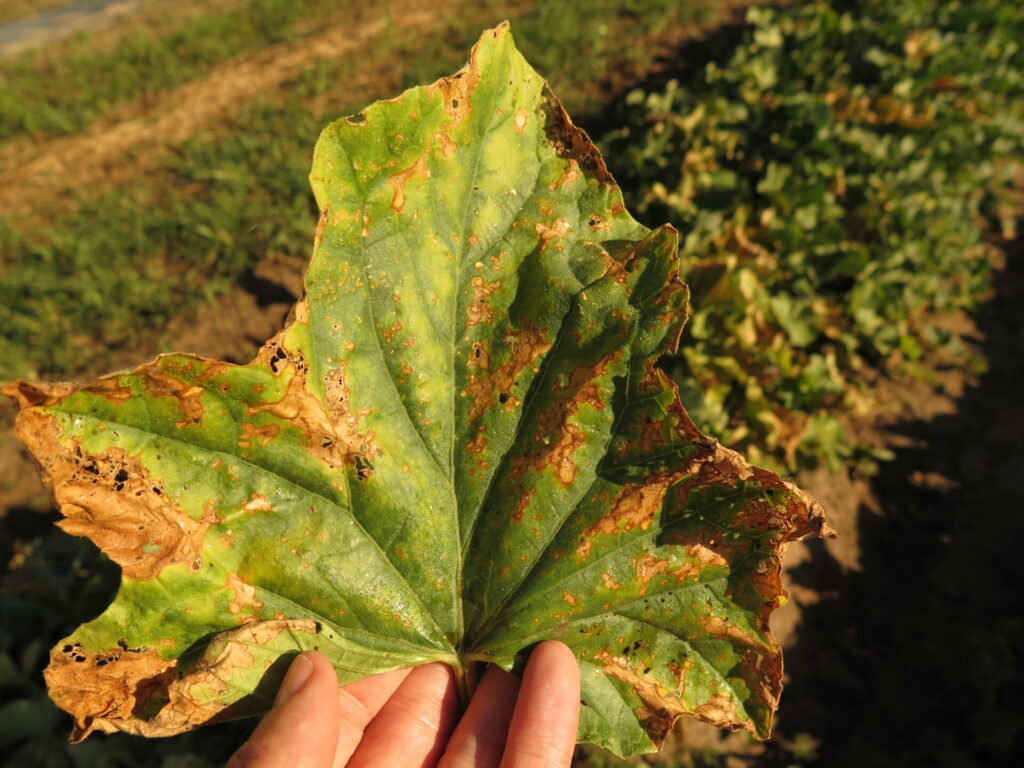 Magnesium deficiency of Cantaloupe | Purdue University Vegetable Crops ...