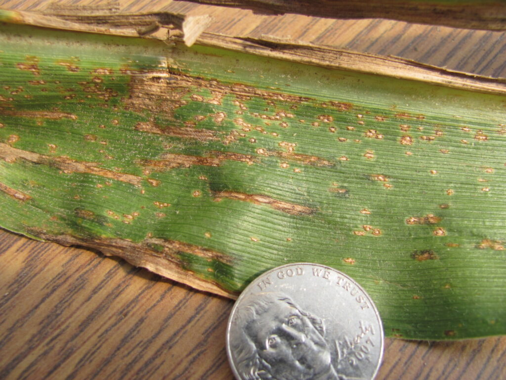 Common rust of Sweet Corn | Purdue University Vegetable Crops Hotline