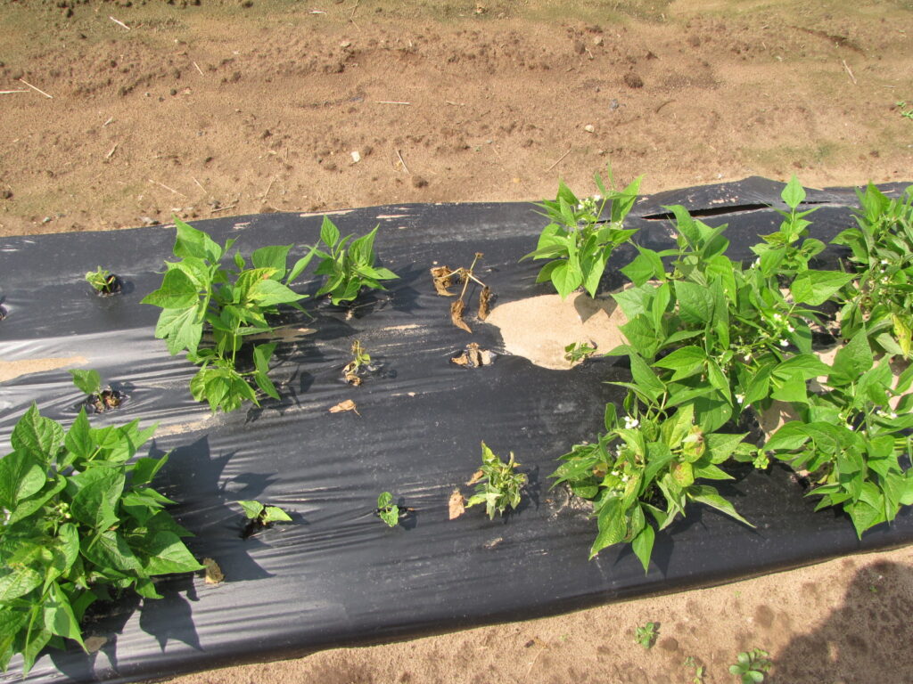 Pythium root rot of Green bean | Purdue University Vegetable Crops Hotline