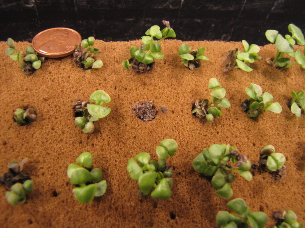 Gray mold of Basil | Purdue University Vegetable Crops Hotline