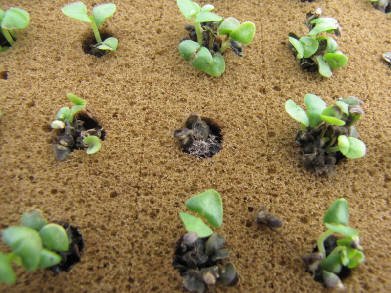 Gray mold of Basil | Purdue University Vegetable Crops Hotline