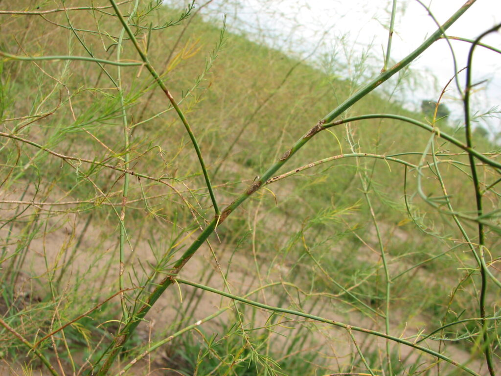 Rust of Asparagus | Purdue University Vegetable Crops Hotline
