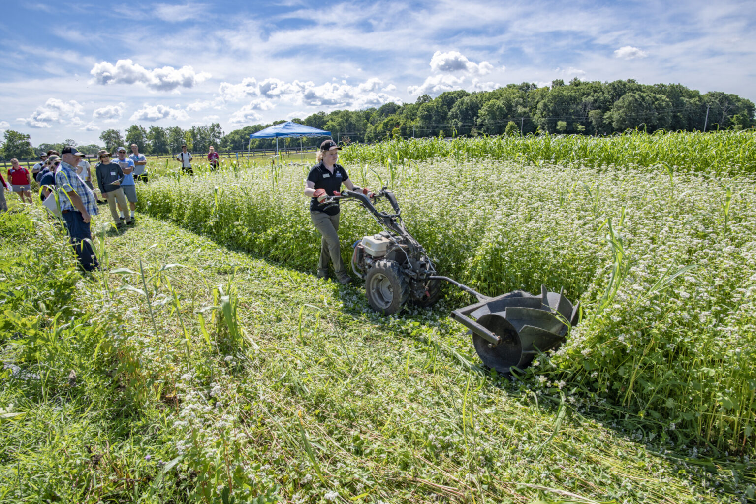 Cover Crop Species Spotlight – Buckwheat | Purdue University Vegetable ...