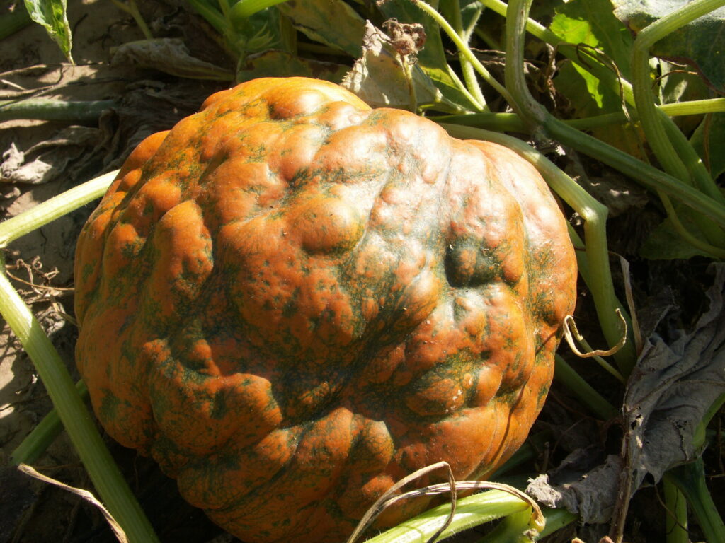 Virus of Pumpkin | Purdue University Vegetable Crops Hotline