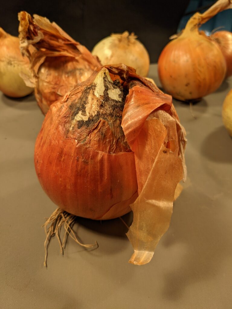 Black mold of Onion | Purdue University Vegetable Crops Hotline