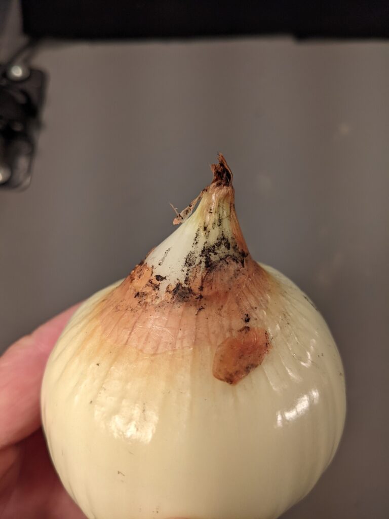 Black mold of Onion | Purdue University Vegetable Crops Hotline