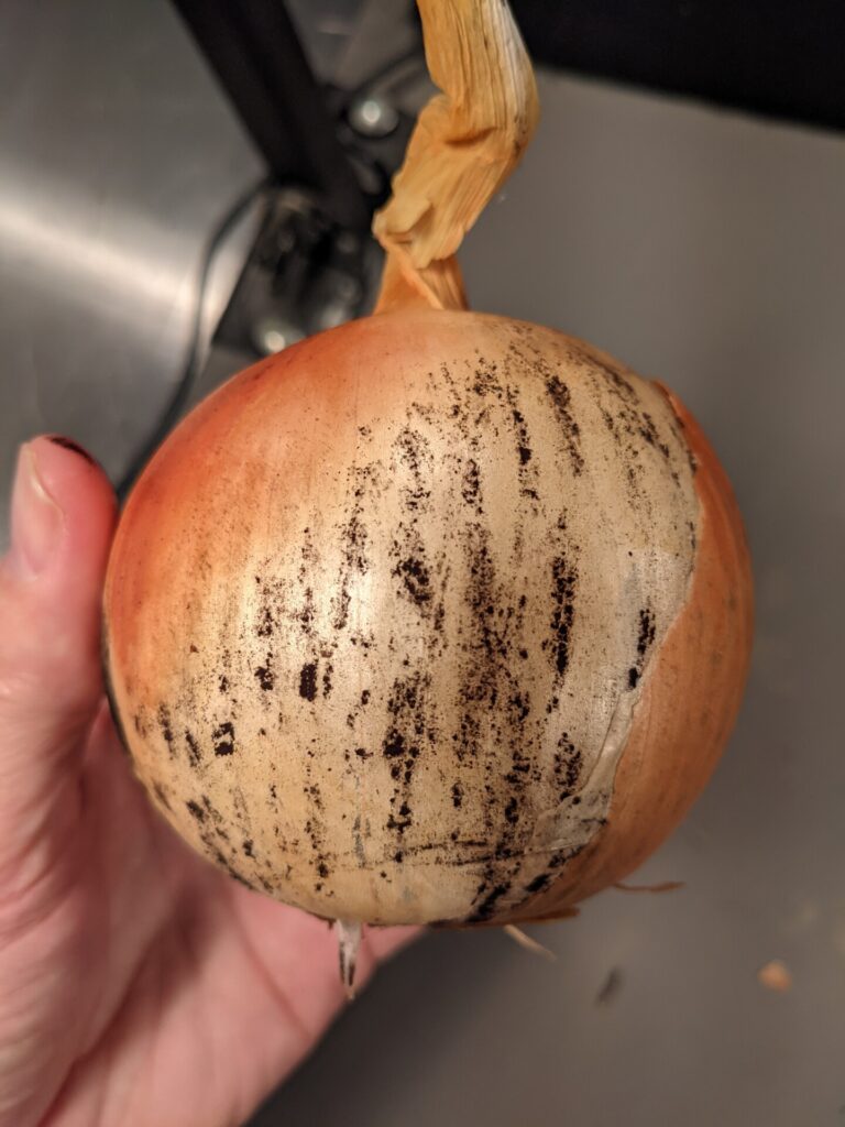 Black mold of Onion | Purdue University Vegetable Crops Hotline