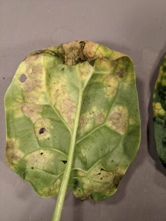Downy mildew of Spinach | Purdue University Vegetable Crops Hotline