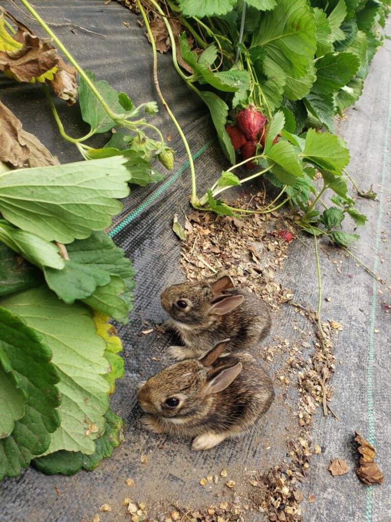 Cut Seedlings and the Potential Culprits | Purdue University Vegetable ...