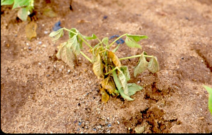 Rhizoctonia root rot of Green bean | Purdue University Vegetable Crops ...