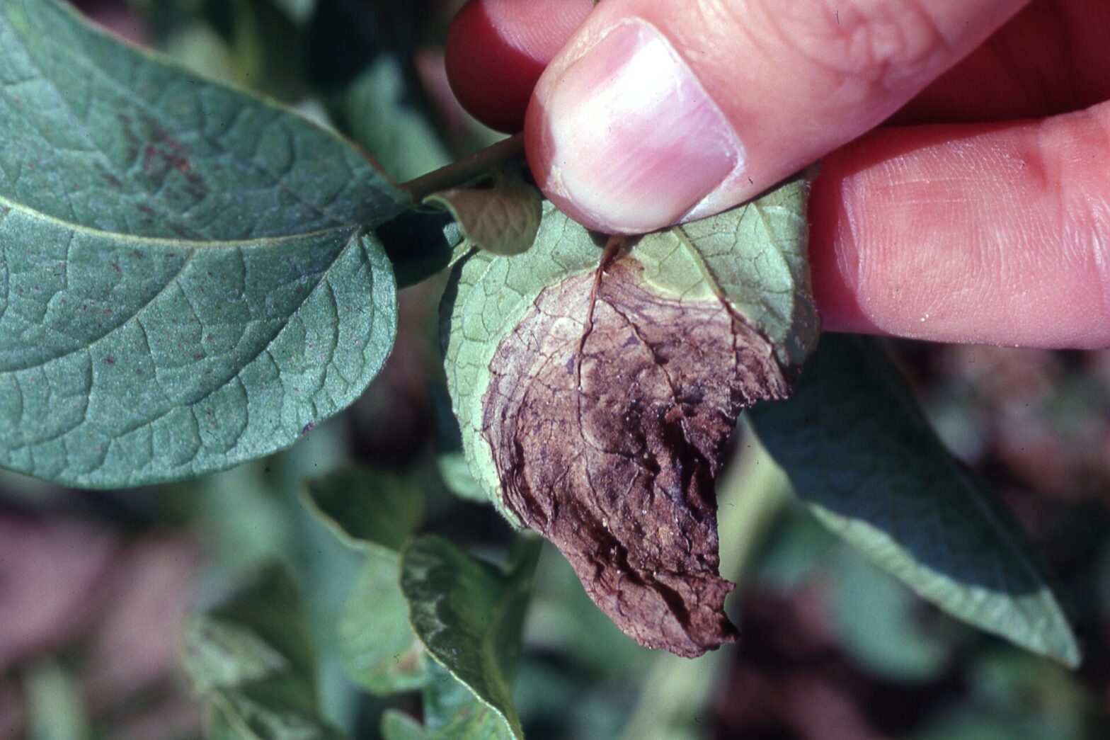 Late blight of Potato | Purdue University Vegetable Crops Hotline