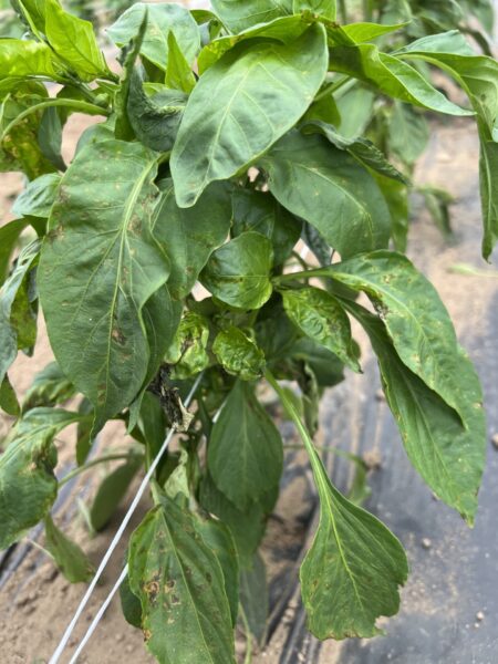 Bacterial Spot of Pepper | Purdue University Vegetable Crops Hotline