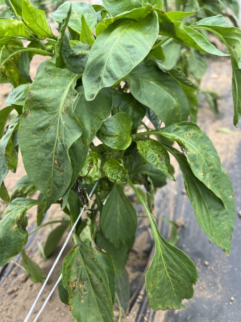 Bacterial Spot of Pepper | Purdue University Vegetable Crops Hotline