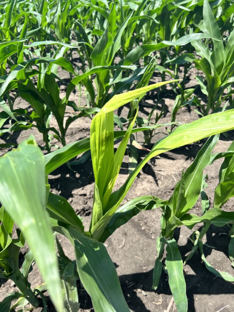 Buggy Whipping in Sweet Corn | Purdue University Vegetable Crops Hotline