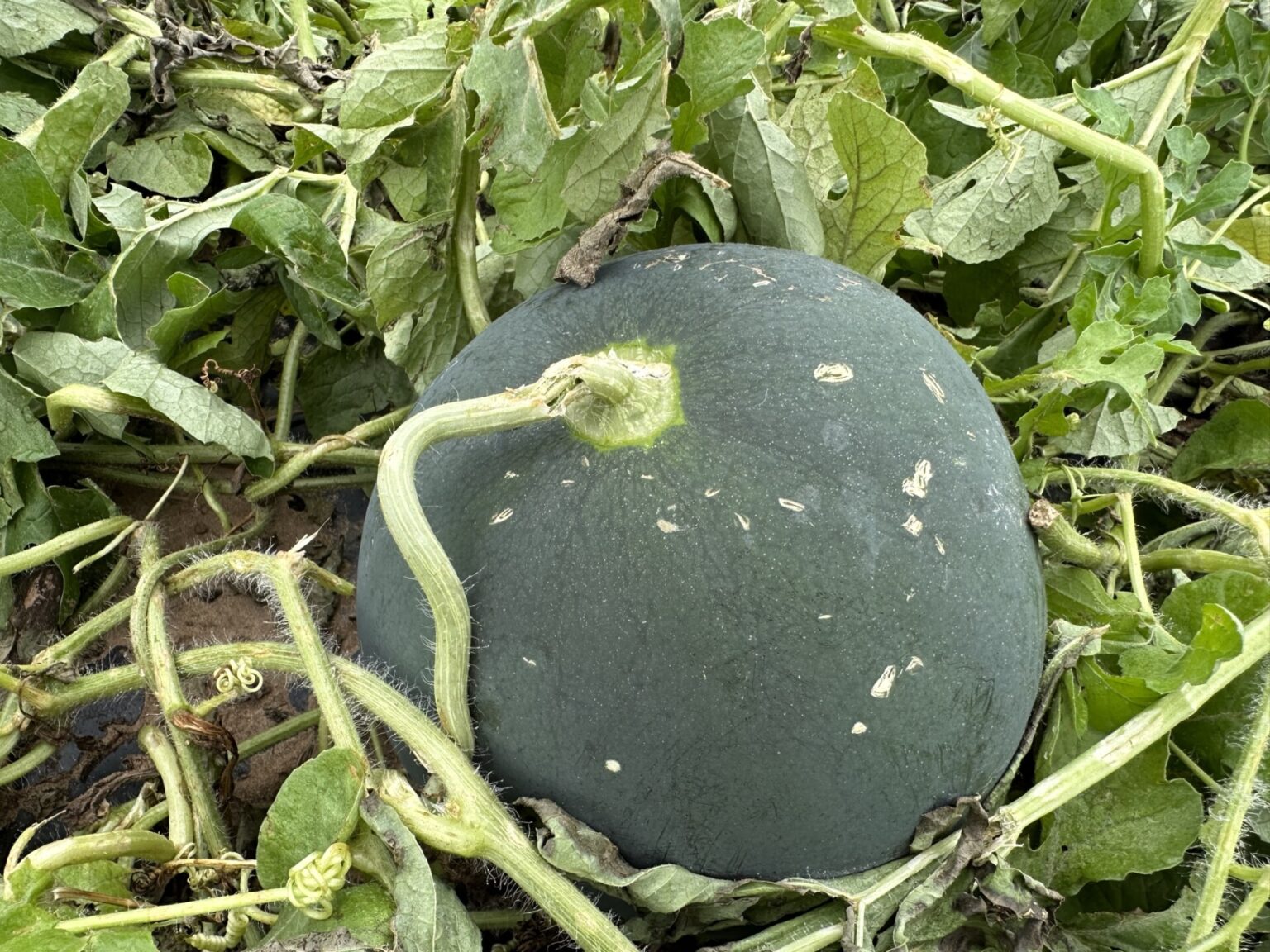 Watermelon Recovery from Hail Damage, Suggestions from Bob Hochmuth ...