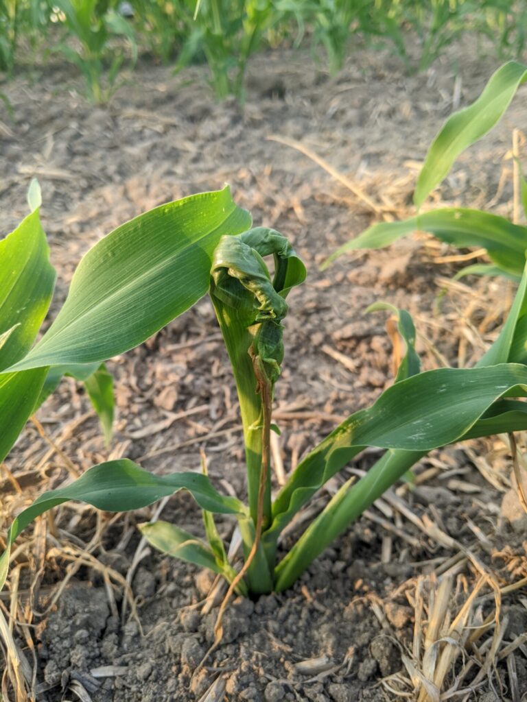 Buggy Whipping in Sweet Corn | Purdue University Vegetable Crops Hotline