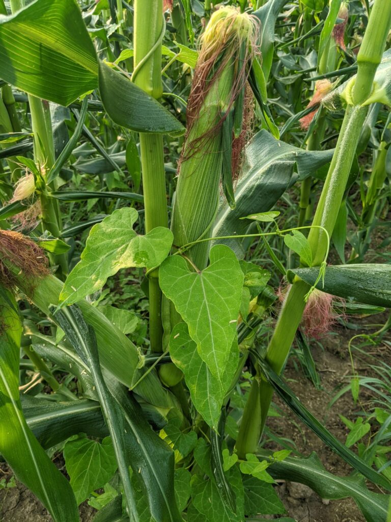 Honeyvine Milkweed | Purdue University Vegetable Crops Hotline