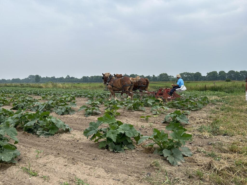 Draft Animal Power on Small Farms | Purdue University Vegetable Crops ...