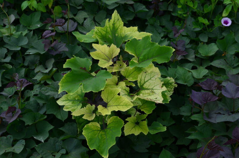 Command 3ME Now Registered for Use in Banana Peppers in Indiana ...