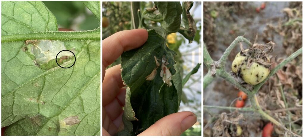 Presence of Tomato Pinworm on High Tunnel Tomato in Indiana | Purdue ...