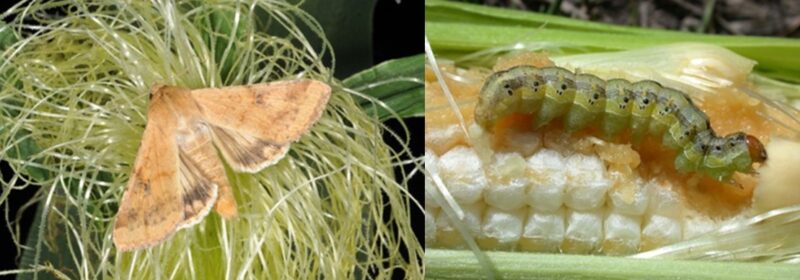 Insect Traps as a Monitoring Tool | Purdue University Vegetable Crops ...