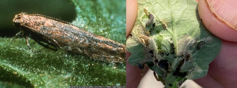 Insect Traps as a Monitoring Tool | Purdue University Vegetable Crops ...