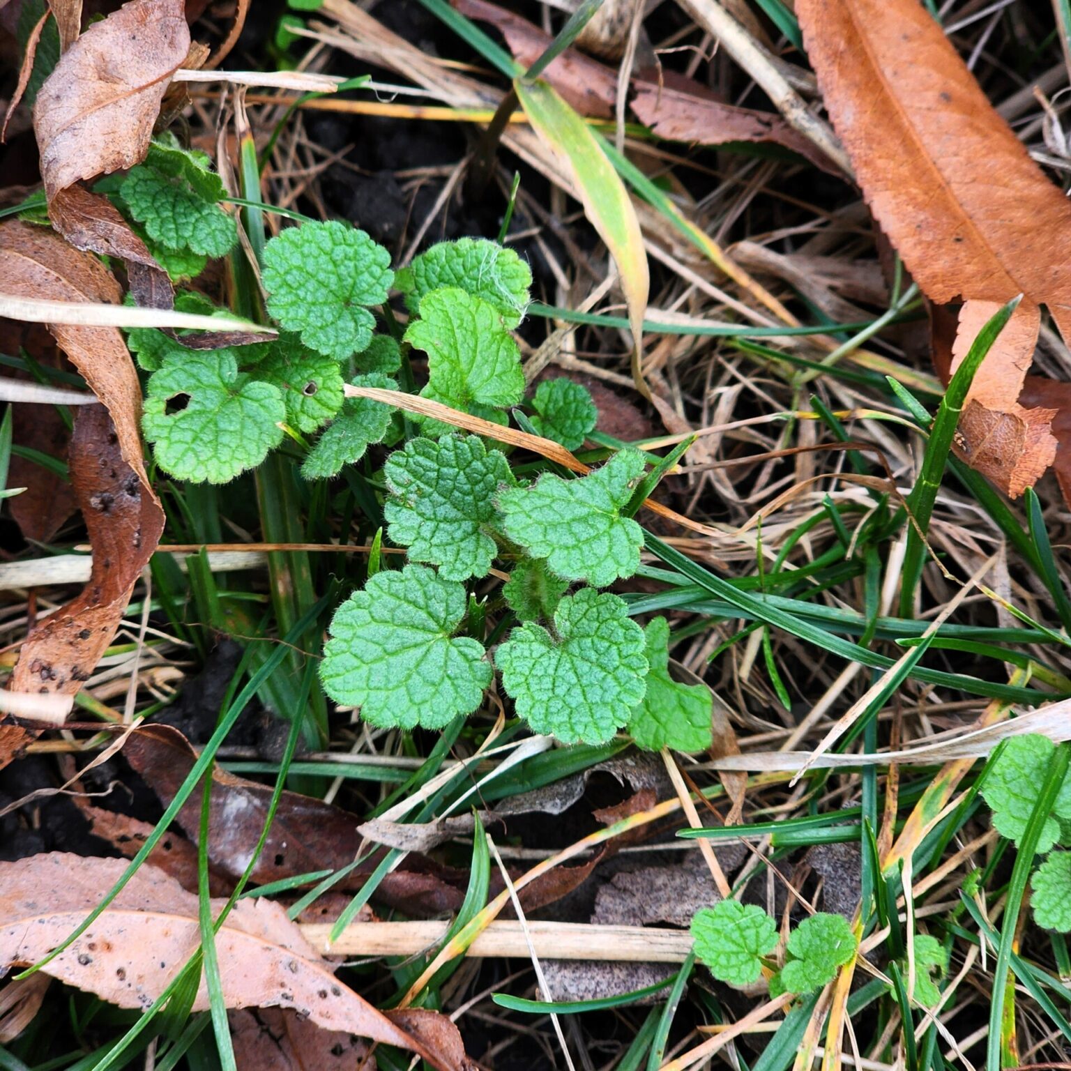 Weed Spotlight: Henbit | Purdue University Vegetable Crops Hotline