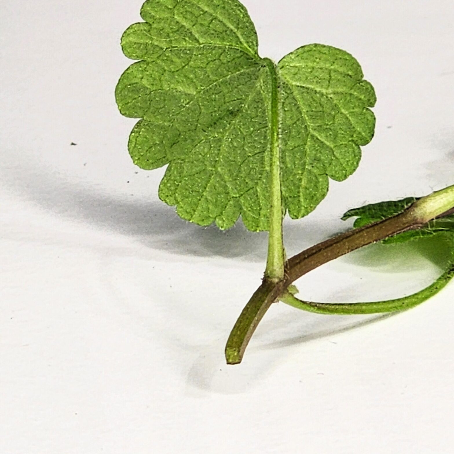 Weed Spotlight: Henbit | Purdue University Vegetable Crops Hotline