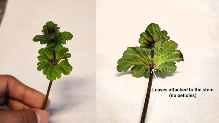 Weed Spotlight: Henbit | Purdue University Vegetable Crops Hotline