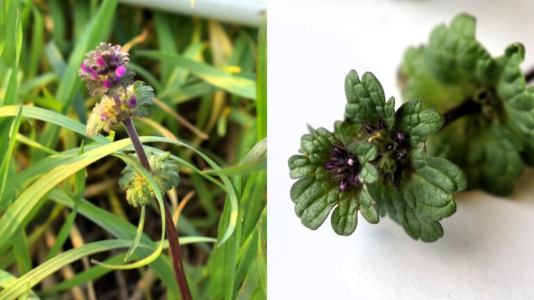 Weed Spotlight: Henbit | Purdue University Vegetable Crops Hotline