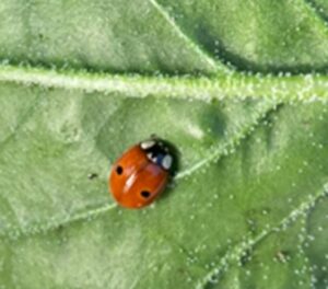 Insect Spotlight: Two-Spotted Lady Beetle | Purdue University Vegetable ...