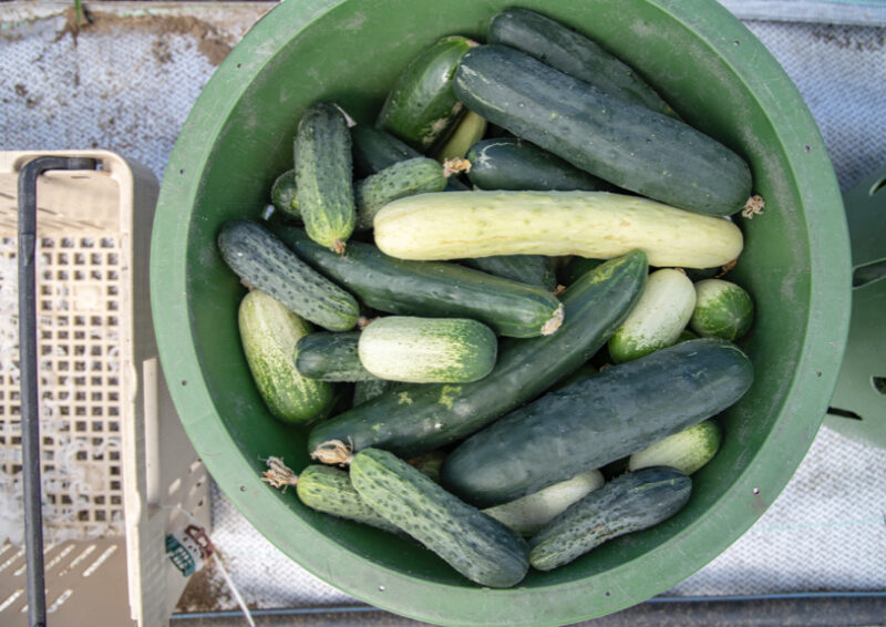 Selecting Your Ideal Cucumber Cultivar for High Tunnel Production ...